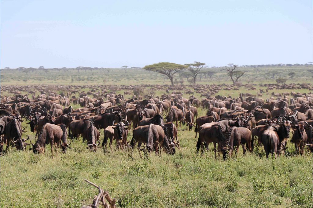 The great wildebeest Migration - Safaris, Tours and Adventures